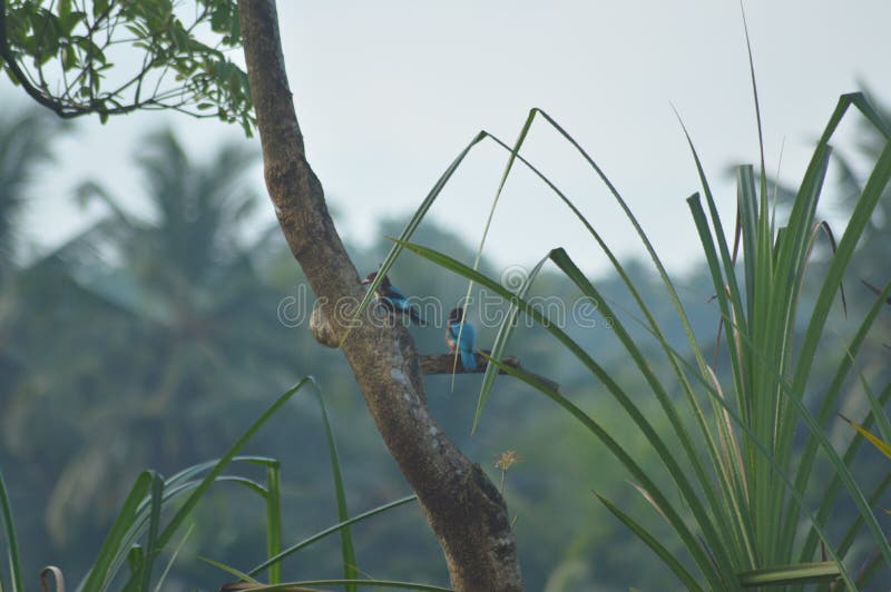 Wild Plants on Paddy Field and Resting King Fishers on Tree Stock Photo ...