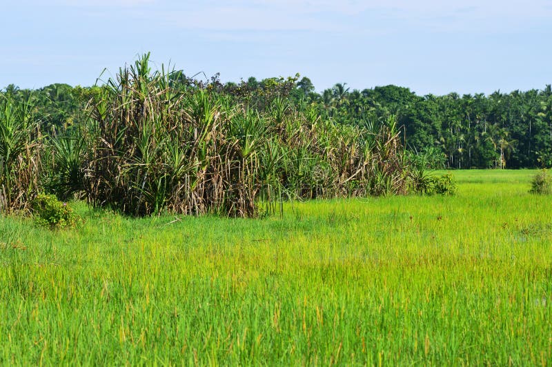 Wild plants on paddy field stock image. Image of grass - 186348095