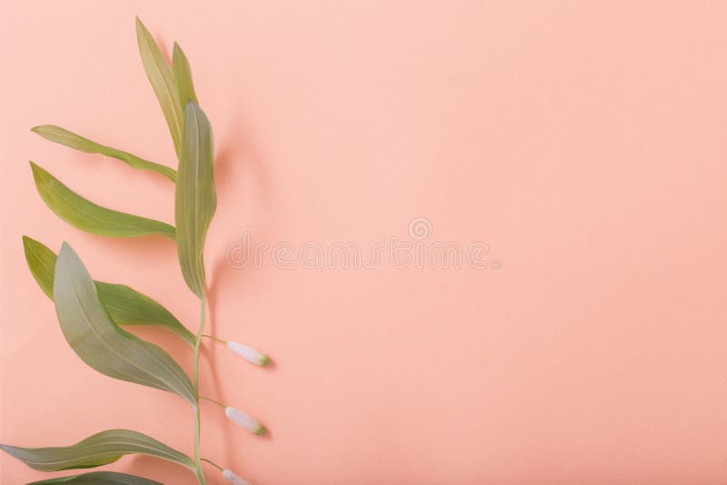Wild Plants on Paper Background Stock Image - Image of leafs, leaves ...