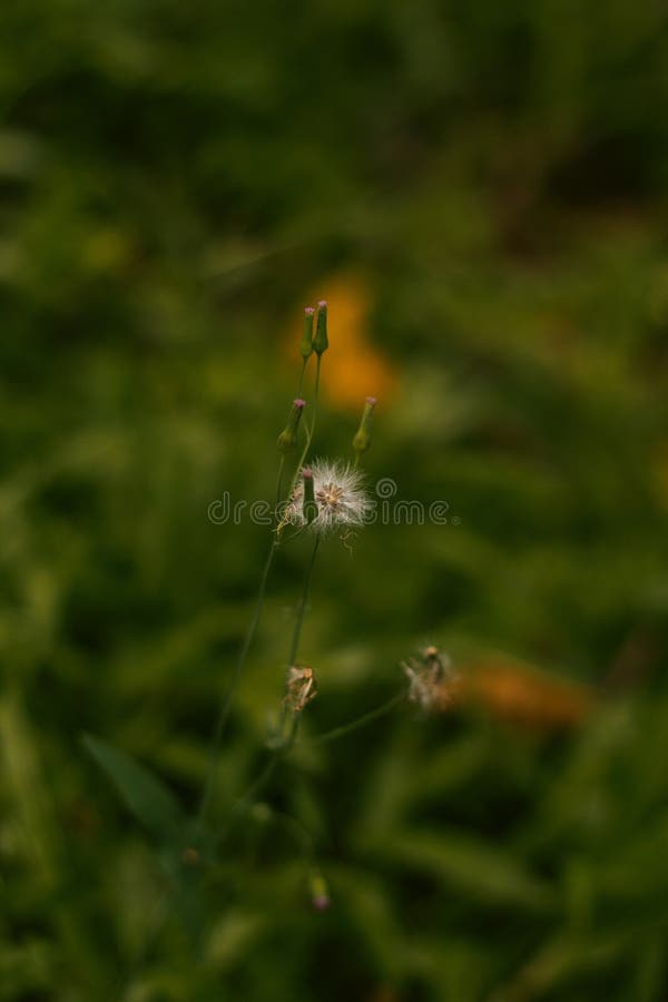 Wild Plants in the Park from Eye Level Angle Stock Image - Image of ...