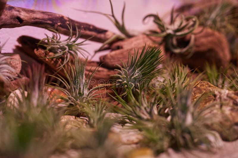 Wild plants planting stock image. Image of branch, autumn - 176269793