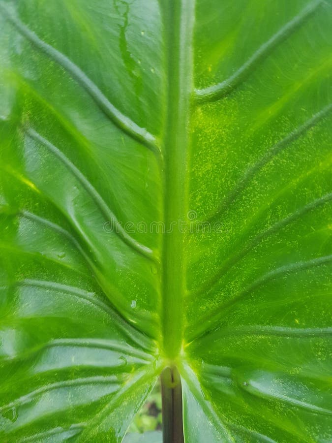 Wild Plants, Rabbit Ears, Local Name, Stock Photo - Image of local ...