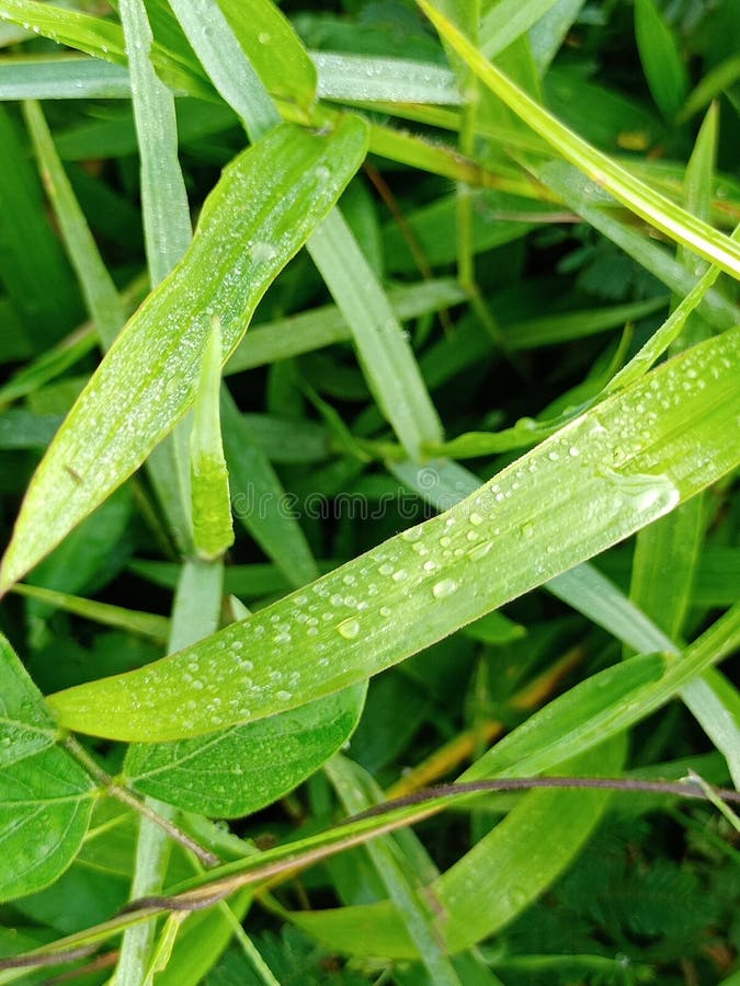 Wild Plants in Rice Fields and Rice Fields Good Plants Stock Image ...