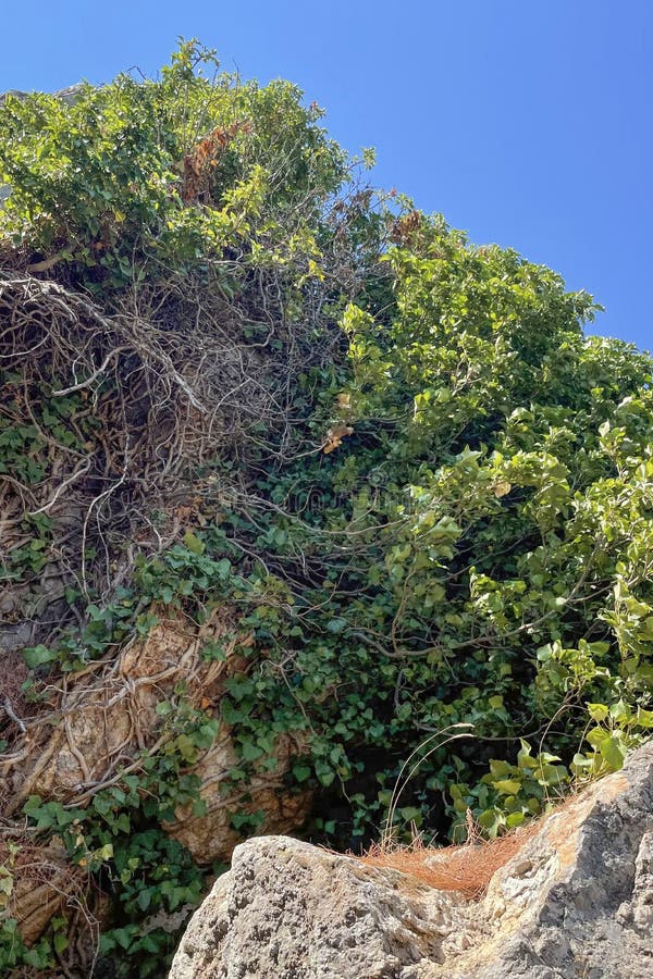 Wild plants on the rocks stock photo. Image of flower - 254472324