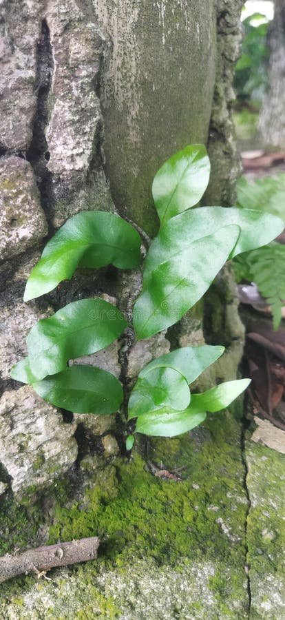 Wild Plants on Rocks, these Plants are of the Polypodiophyta Type?? Stock Photo - Image of tree ...