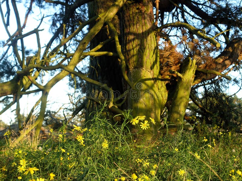 Wild Plants and Roots in a Forest Stock Photo - Image of undergrowth ...
