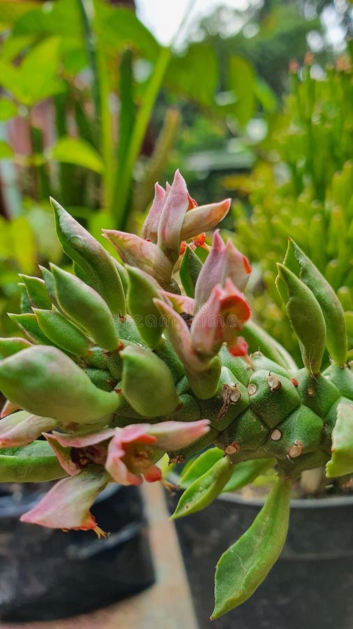 Wild plants -shrubs stock photo. Image of branch, wild - 235248156