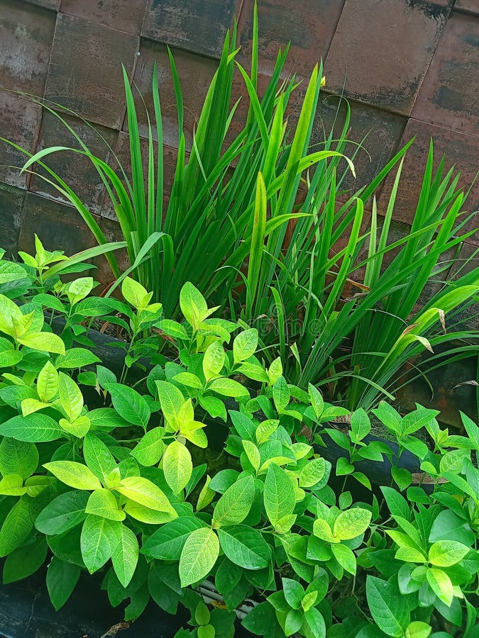 Wild plants in spring stock photo. Image of herb, vegetable - 263908266