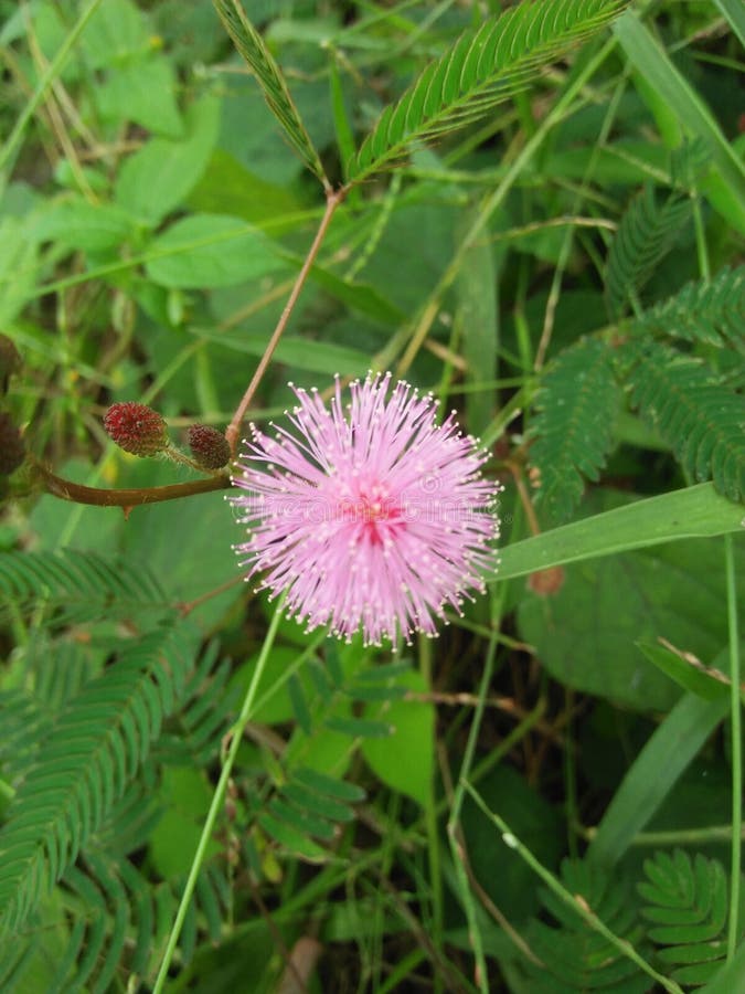 Wild nidikumba plants stock image. Image of srilanka - 134645635