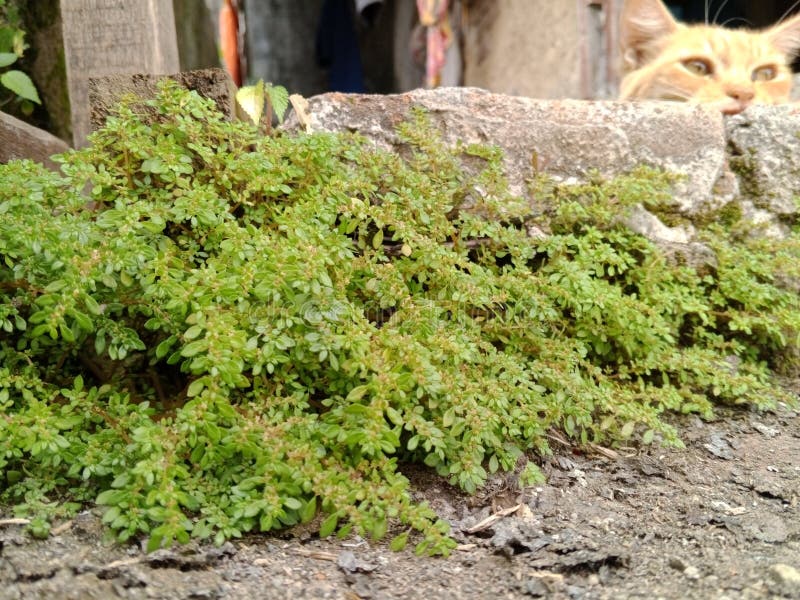 Wild Plants that Stick To the Yard Stock Photo - Image of nature ...