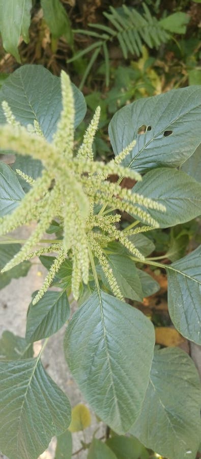 Wild Plants Such As Spinach Leaves Stock Photo - Image of spinach ...