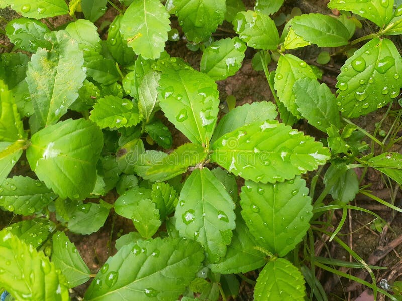 Wild Plants Such As Vegetables Stock Photo - Image of nature ...