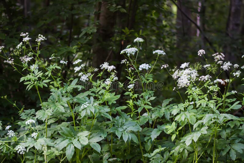 Wild Plants in a Summer Forest in the Countryside Stock Photo - Image ...