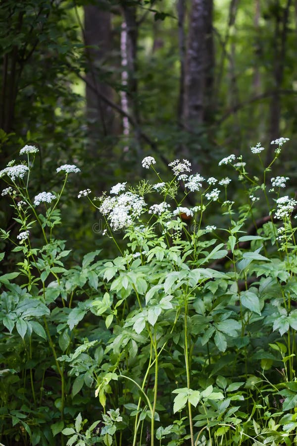 Wild Plants in a Summer Forest in the Countryside Stock Image - Image ...