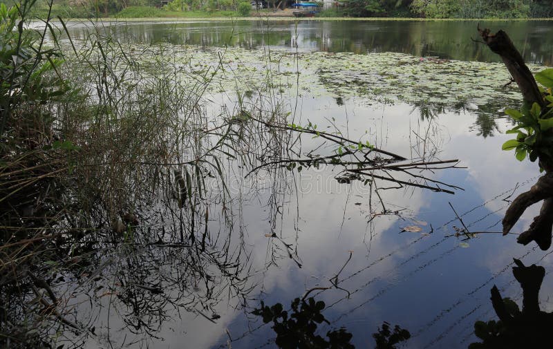 Wild Plants and Tree Stems on the Surface of a River Which Reflecting ...
