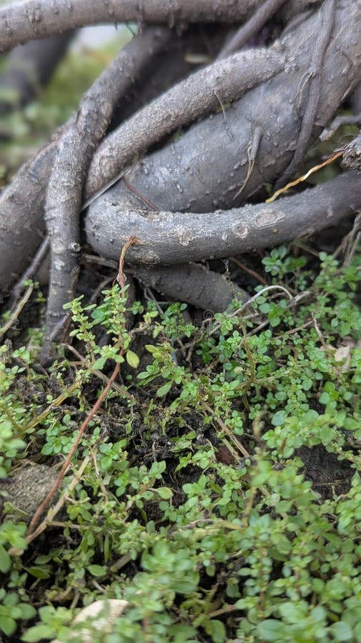 Wild Plants Under the Roots Stock Image - Image of roots, plants: 351607781