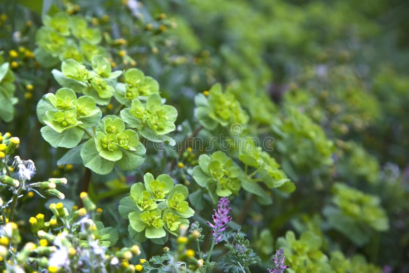 Wild plants stock image. Image of flower, calm, herbal - 113516339