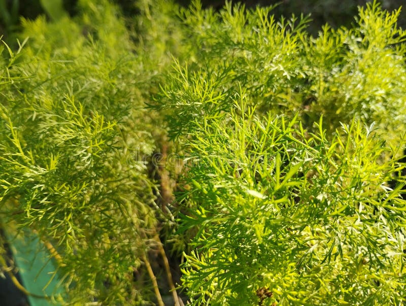 Wild Plants on the Walls of the House Stock Image - Image of plants ...
