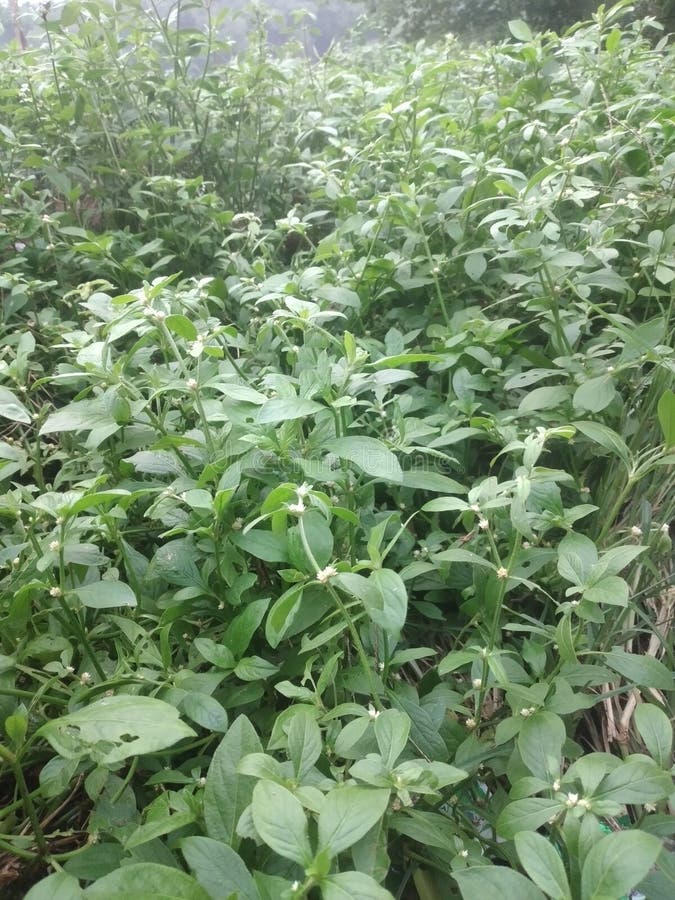 Wild Plants or Weeds that Spread Very Quickly Stock Image - Image of ...