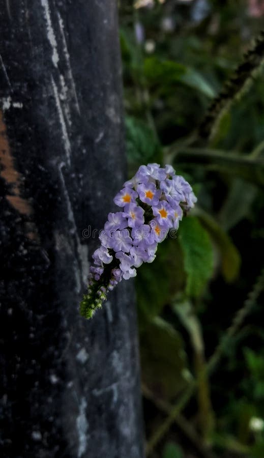 Wild Plants in West Sumatra Stock Photo - Image of plants, west: 231456668