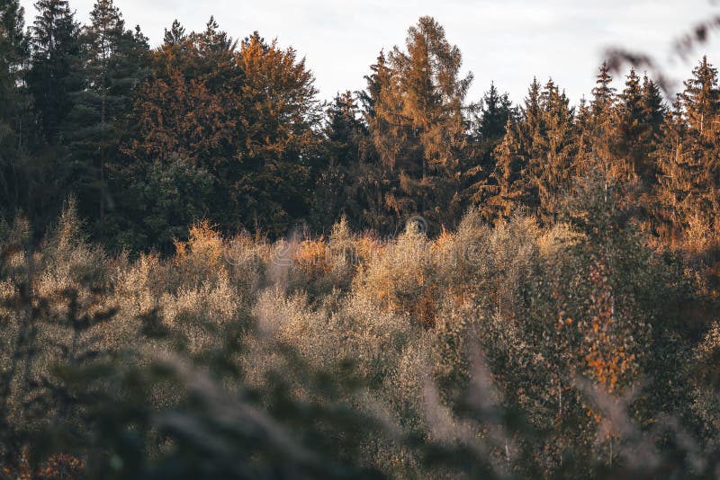 Wild Plants in the Woods at Sunset Stock Photo - Image of plant, tree ...