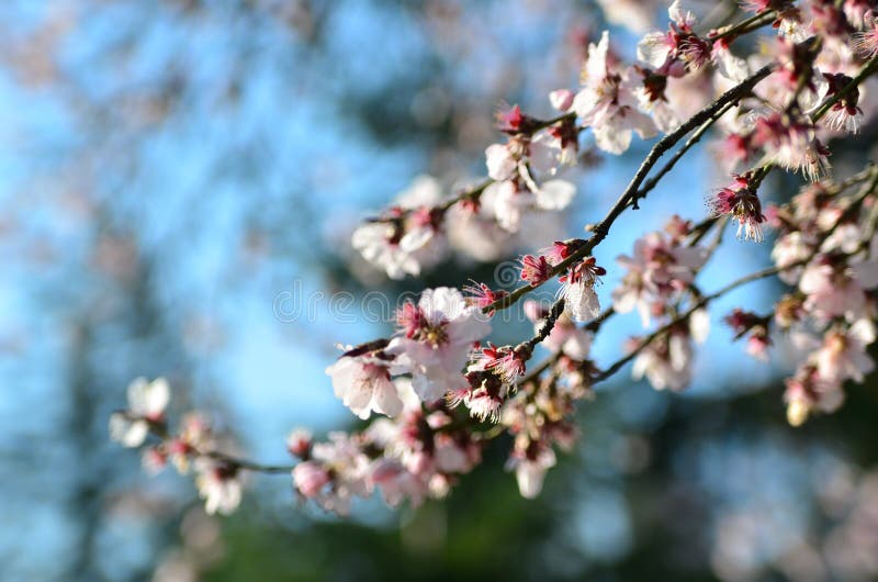 Spring blossom stock image. Image of bloom, delicate - 68684157