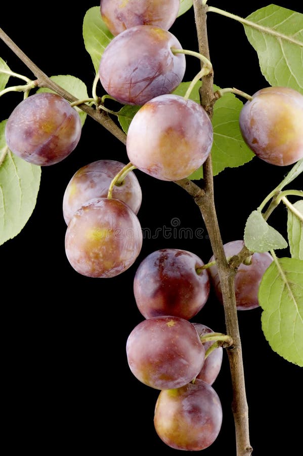 Color plum stock photo. Image of healthy, magenta, skin - 6102310