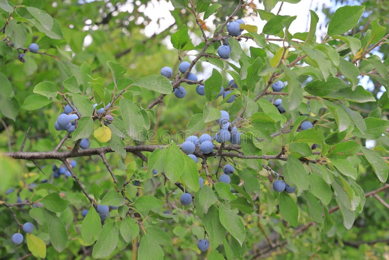 Wild Plum Fruit in the Forest Stock Photo - Image of delicious, wild ...
