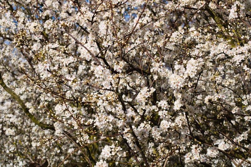 Wild Plum Tree in Bloom Full Frame Stock Image - Image of flower ...