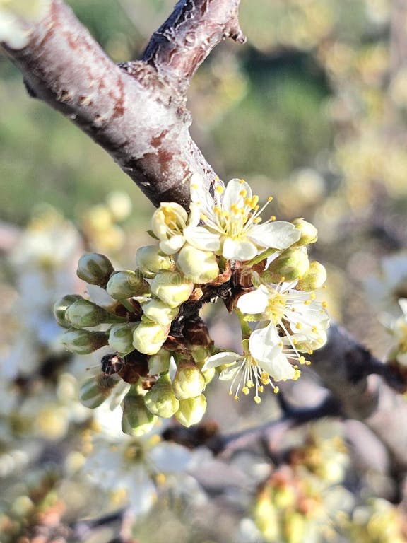 Wild Plum Tree Blossoms in the Spring Stock Photo - Image of warm ...