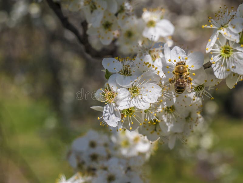 Wild Plum Tree Blossoms in the Spring. Magical Spring Season. Stock ...