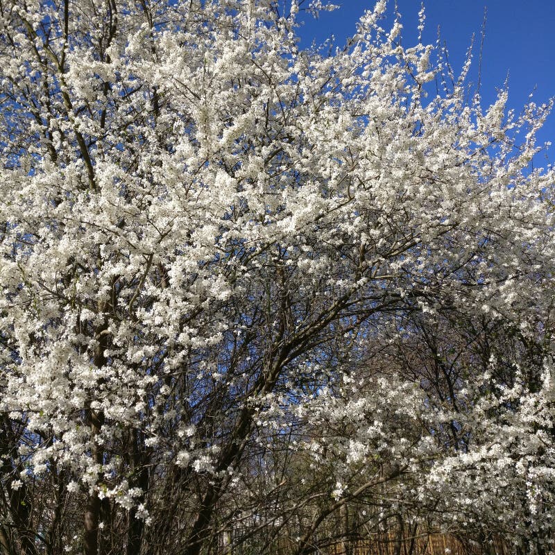 Wild plum tree flowering stock photo. Image of awesome - 94897302