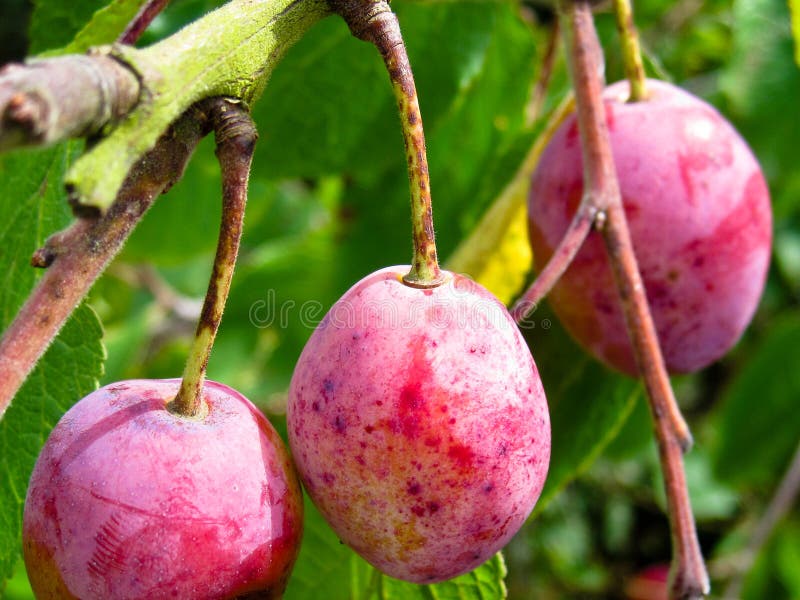 Wild Plums stock photo. Image of nature, fall, plum, enlarged - 15580616
