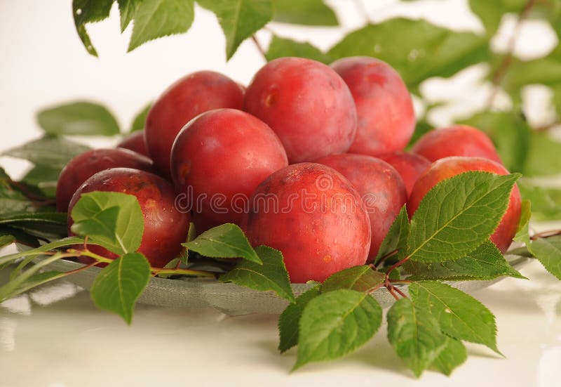 Wild plums stock photo. Image of isolated, prunus, white - 44233126