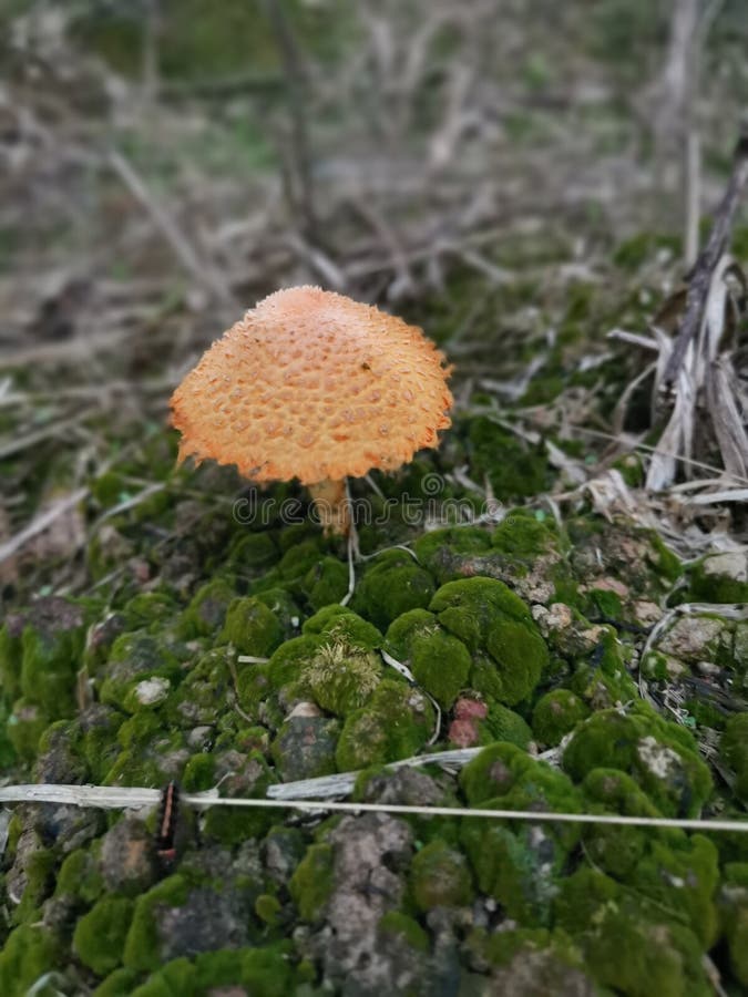 Wild Poisonous Orange-colored Parasol Mushroom Stock Photo - Image of ...