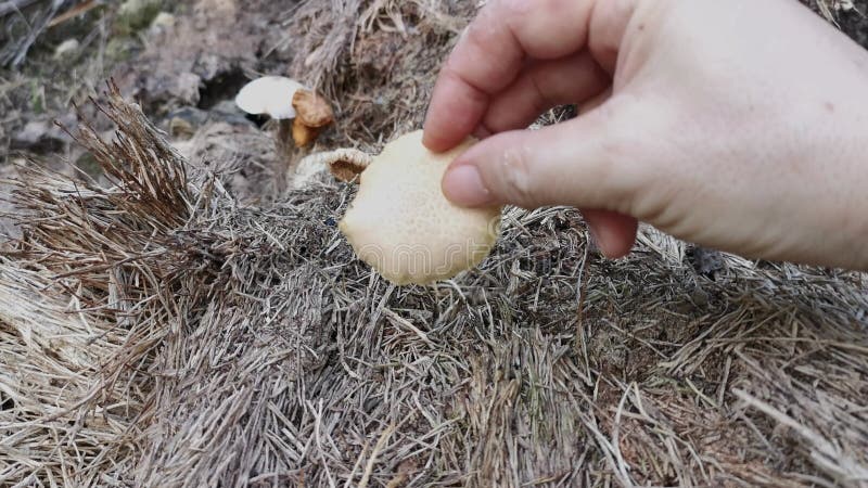 Wild Poisonous Stinking Dapperling Mushroom Stock Video - Video of ...