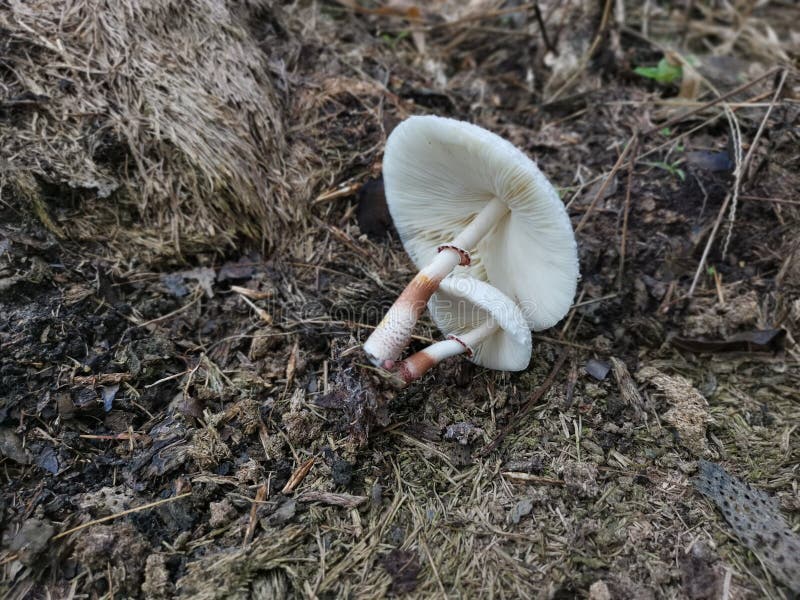 Wild Poisonous Stinking Dapperling Mushroom Stock Photo - Image of bush ...