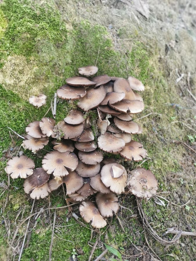 Wild Poisonous White-colored Parasol Mushroom Stock Photo - Image of ...