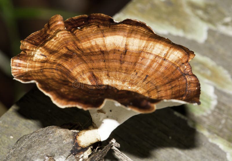 Wild Polyporales Mushroom stock photo. Image of poisonous - 14409260