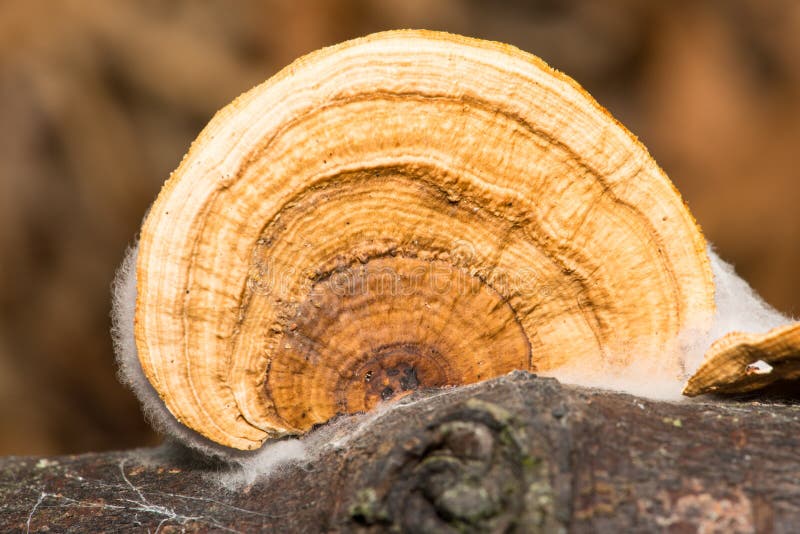 Wild Polyporales Mushroom stock photo. Image of closeup - 25405148