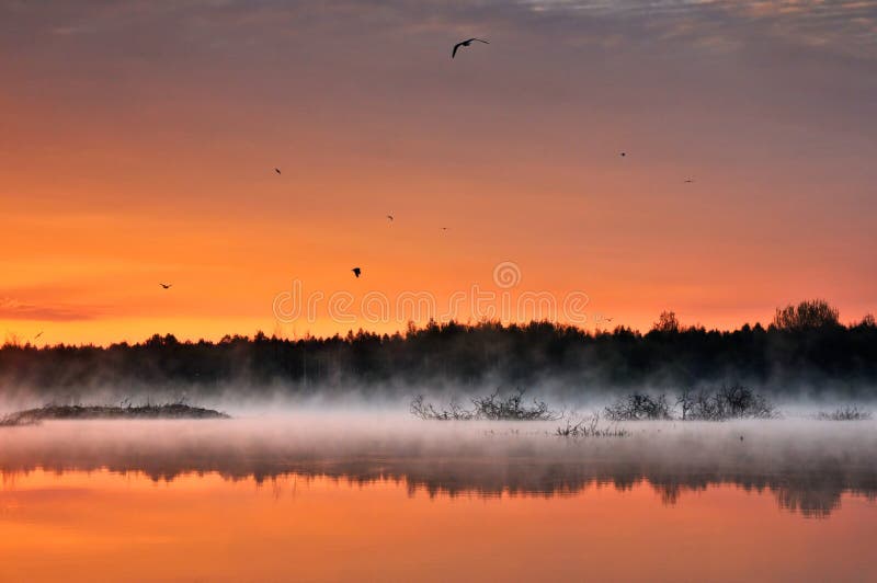 Wild Pond Covered in Low Mist Stock Image - Image of orange, lake: 60872511
