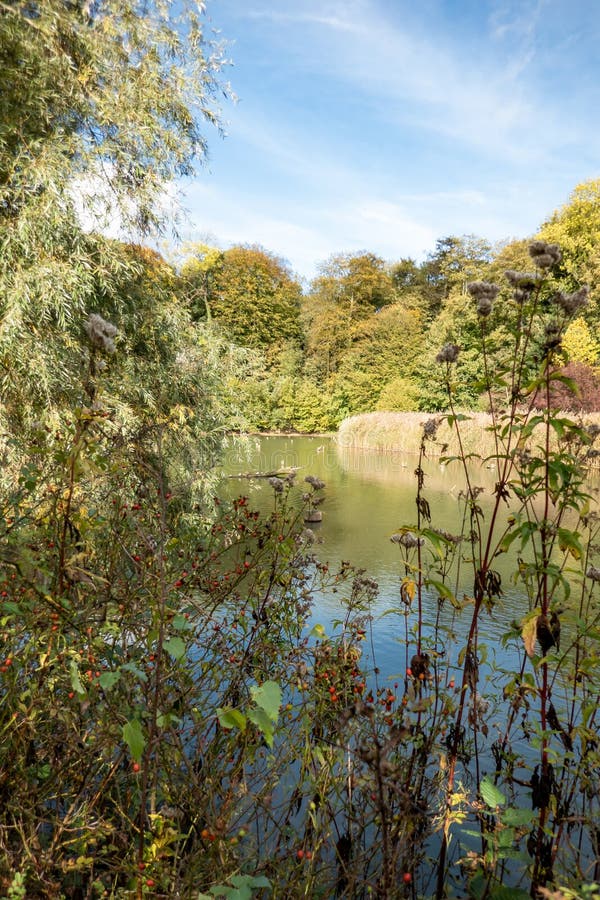Wild pond in the park stock photo. Image of pond, blue - 163629840
