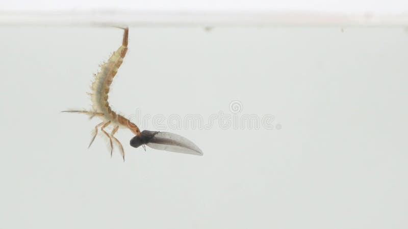 Predatory diving beetles stock video. Video of aquatic - 179094459