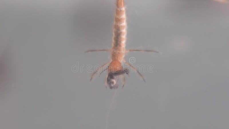 Predatory diving beetles stock footage. Video of conspecific - 179094636