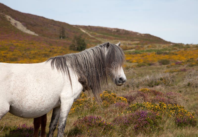 Wild Ponies stock photo. Image of irish, ponies, landscape - 20909066