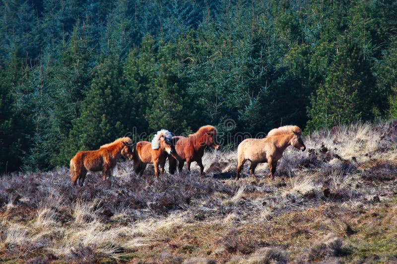 Wild Ponies stock photo. Image of mammal, scotland, pony - 2251592