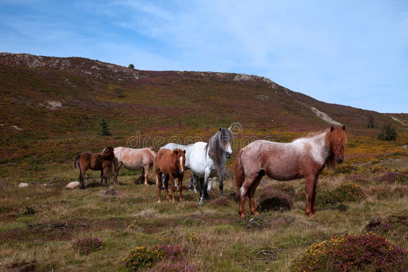 Wild Ponies stock image. Image of ponies, hill, landscape - 23042591