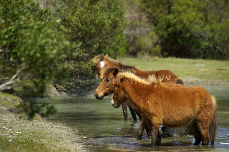 Wild ponies stock photo. Image of ponies, banks, carolina - 997846