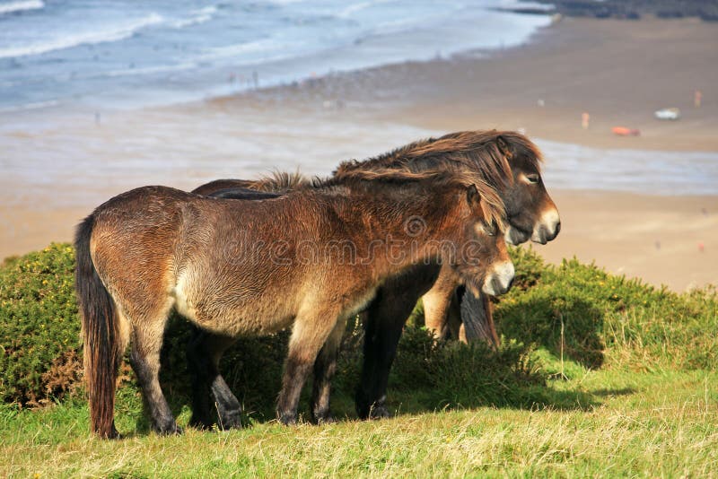 Wild Ponies stock image. Image of pony, woolacombe, wild - 31351195