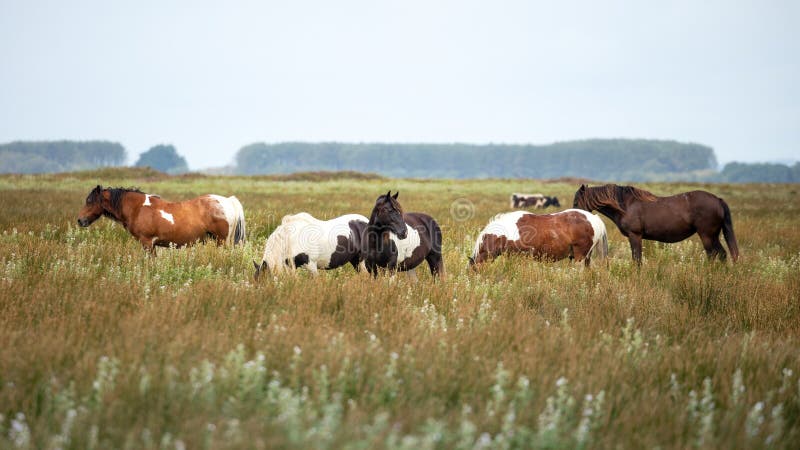 Wild Ponies of the Gower Peninsula, Wales, UK Stock Photo - Image of ...